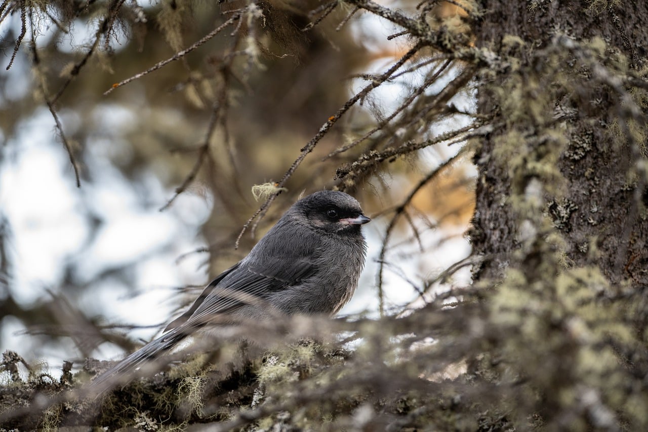 Rosvo unessa - Unien Tulkinta